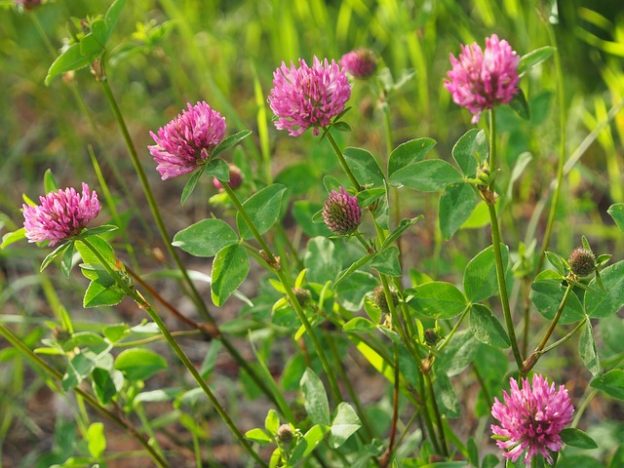 Foraging for Red Clover - Let's Grow Wild