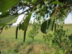 Alder Tree - A Guide to Woodland Trees - Let's Grow Wild
