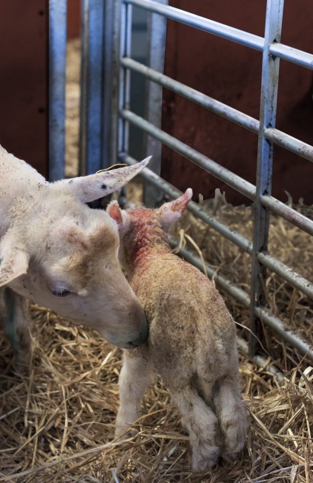 Lambing Tutorial - Preparing, Birthing and Caring for Lambs