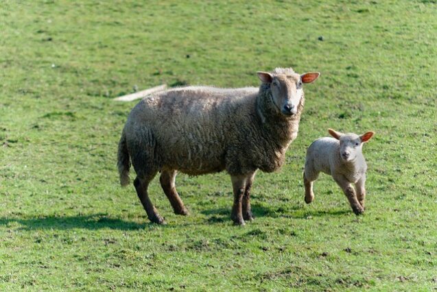 Lambing Tutorial - Preparing, Birthing and Caring for Lambs Lambing Tutorial - Preparing, Birthing and Caring for Lambs