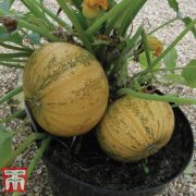 How to Grow Winter Squashes
