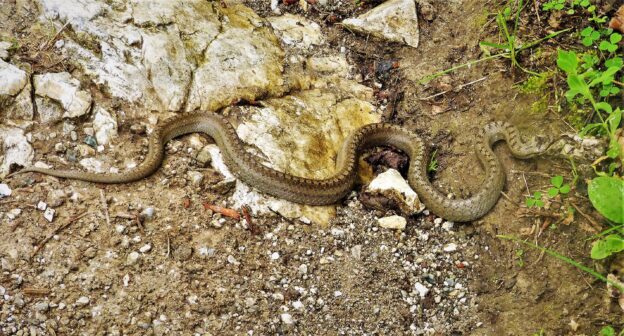 Reptiles of the UK - A Complete Guide